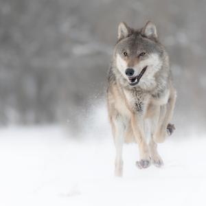 Gray Wolf Sighting in Upstate New York – Boro Park 24