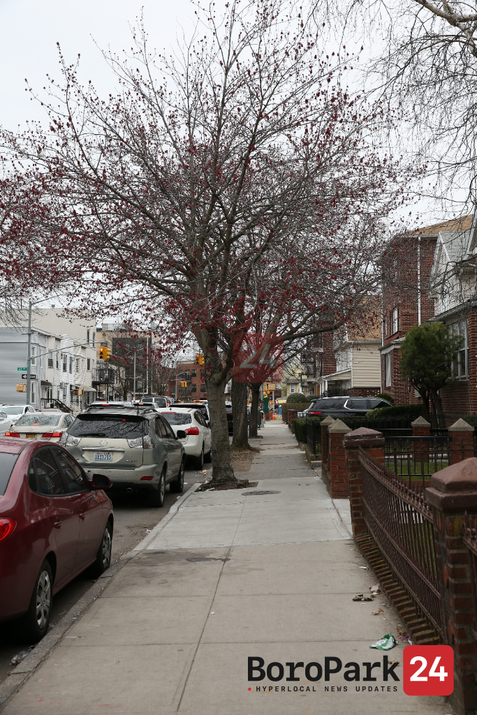 Photo Gallery: Temperatures Remain Cool, but Boro Park Trees Begin to ...