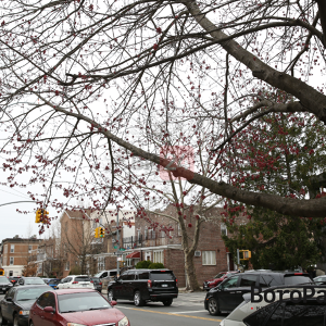 Photo Gallery: Temperatures Remain Cool, but Boro Park Trees Begin to ...